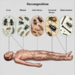 Entomología forense: para qué sirve en una investigación - AICC
